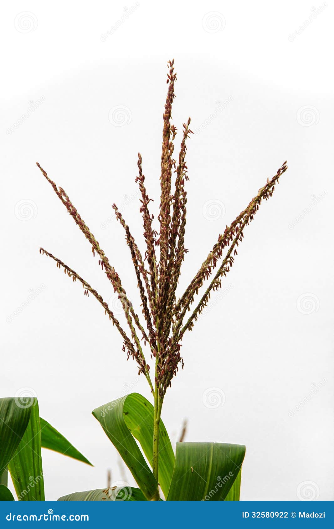 Corn stems and floral stock photo. Image of spring, plant - 32580922