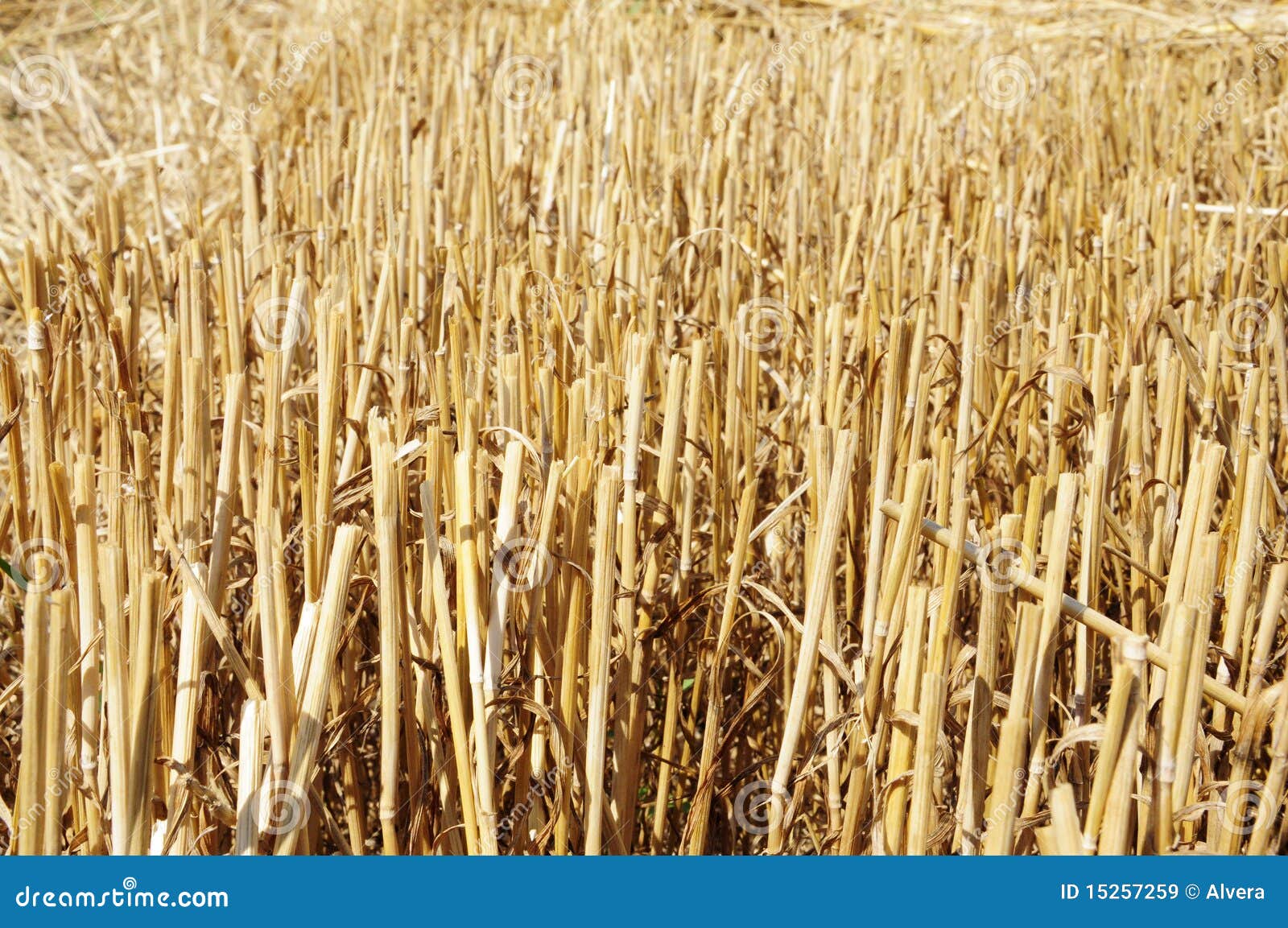 Corn Stems after Harvesting Stock Image - Image of material, gold: 15257259