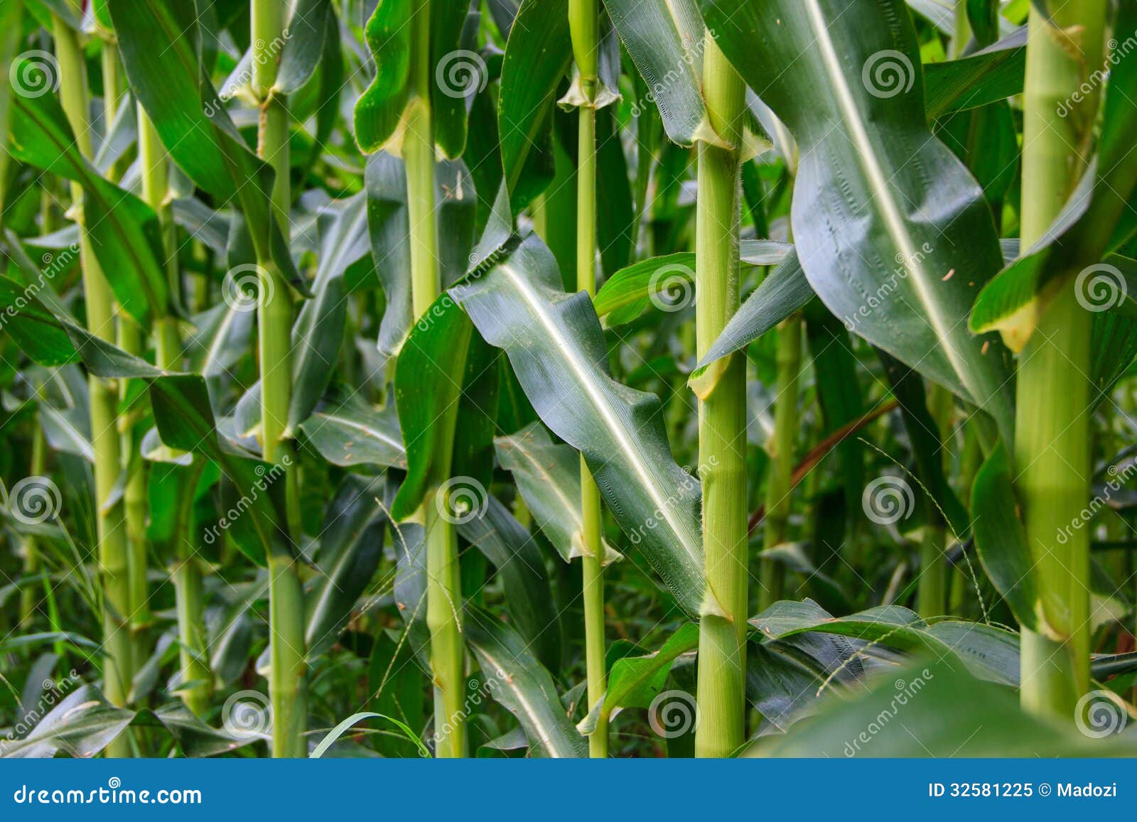 Corn stems stock image. Image of grow, corn, nature, landscape - 32581225