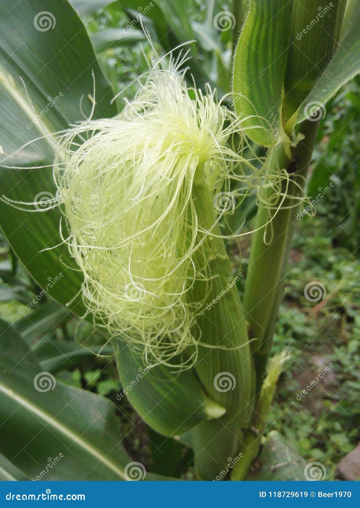 Corn stigma stock image. Image of mays, beard, food - 118729619