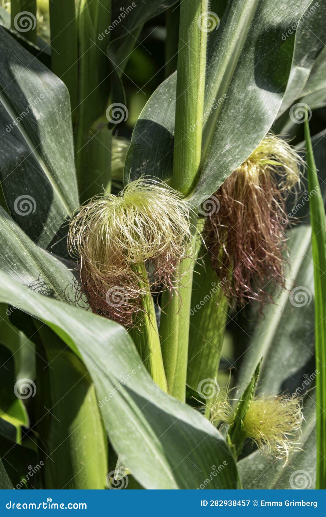 Corn Stigmas on Young Cobs among Foliage in an Agricultural Field. Corn ...