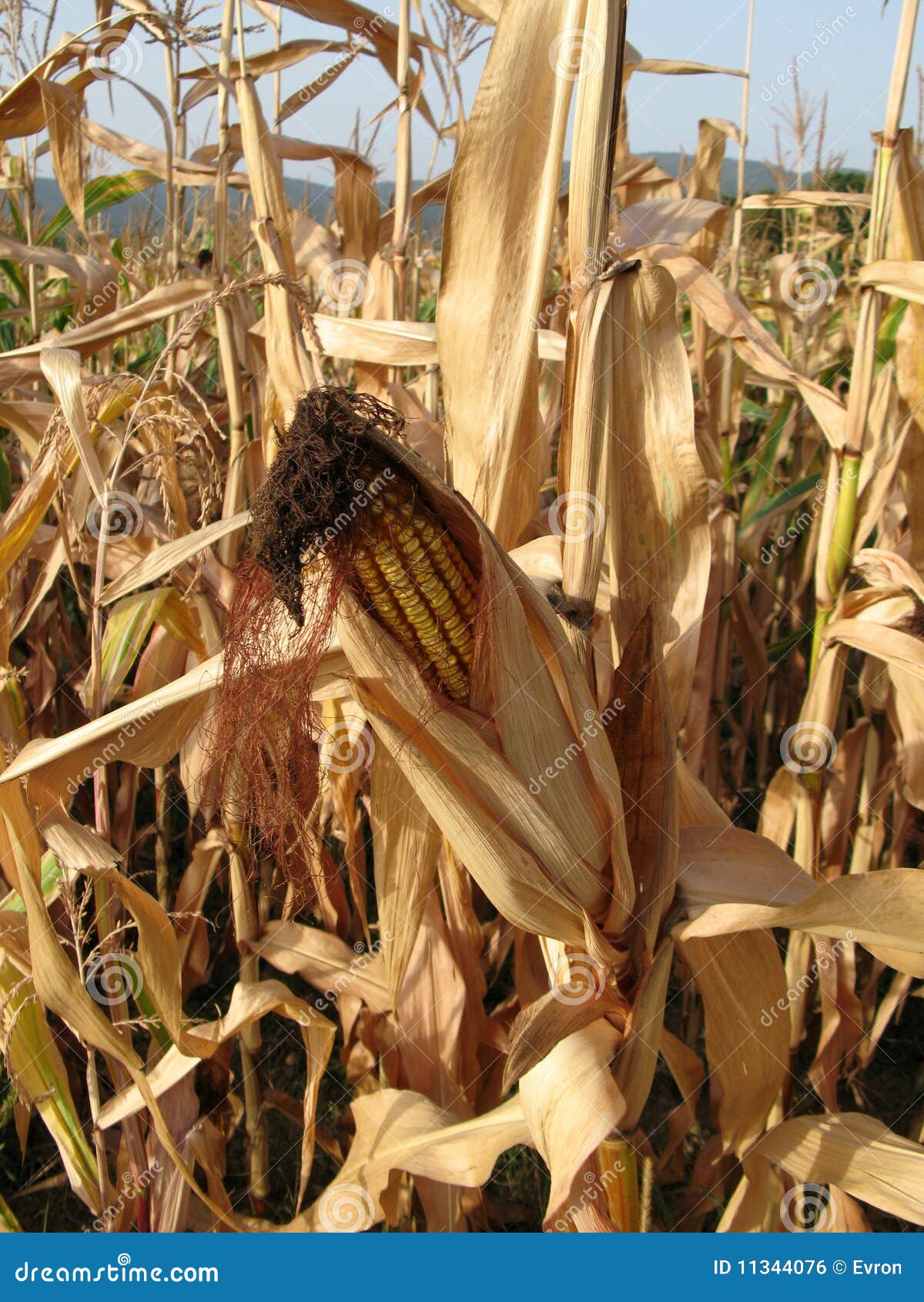 Corn still in field stock photo. Image of close, growing - 11344076