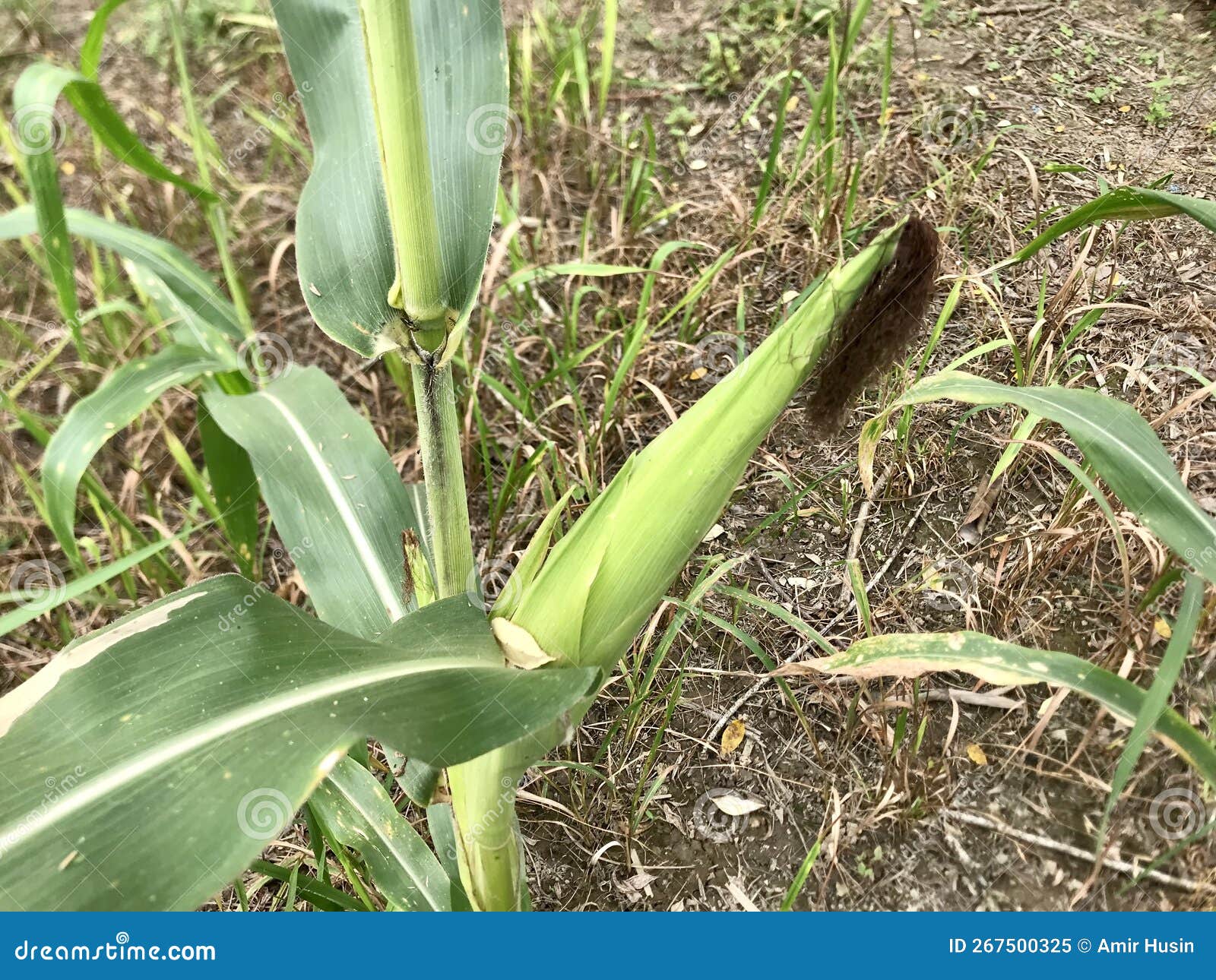Corn Still on the Tree. Green and Fresh Stock Image - Image of green ...