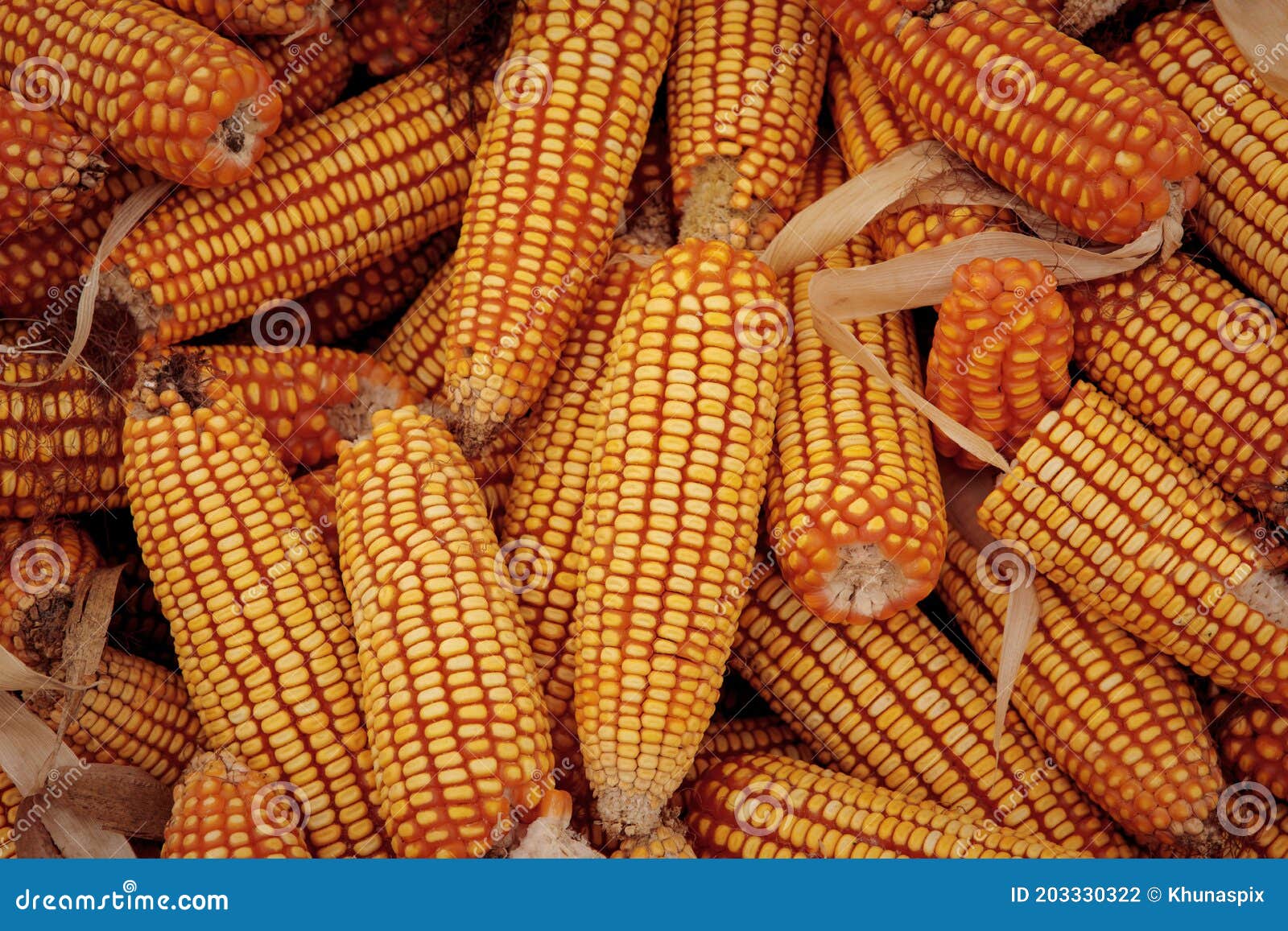 Corn Stock for Produce Livestock Ingredient Stock Photo - Image of ...