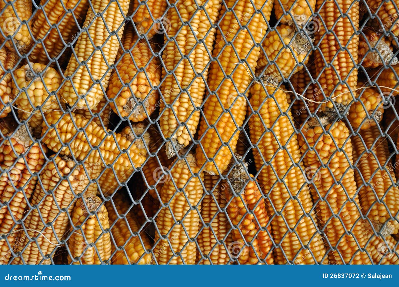 Corn Storage, Ideal for Background Stock Photo - Image of mesh, plant ...
