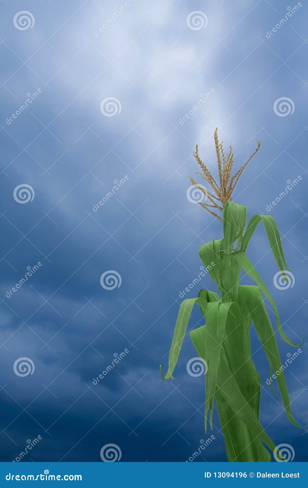 2,142 Rain Corn Crop Stock Photos - Free & Royalty-Free Stock Photos ...