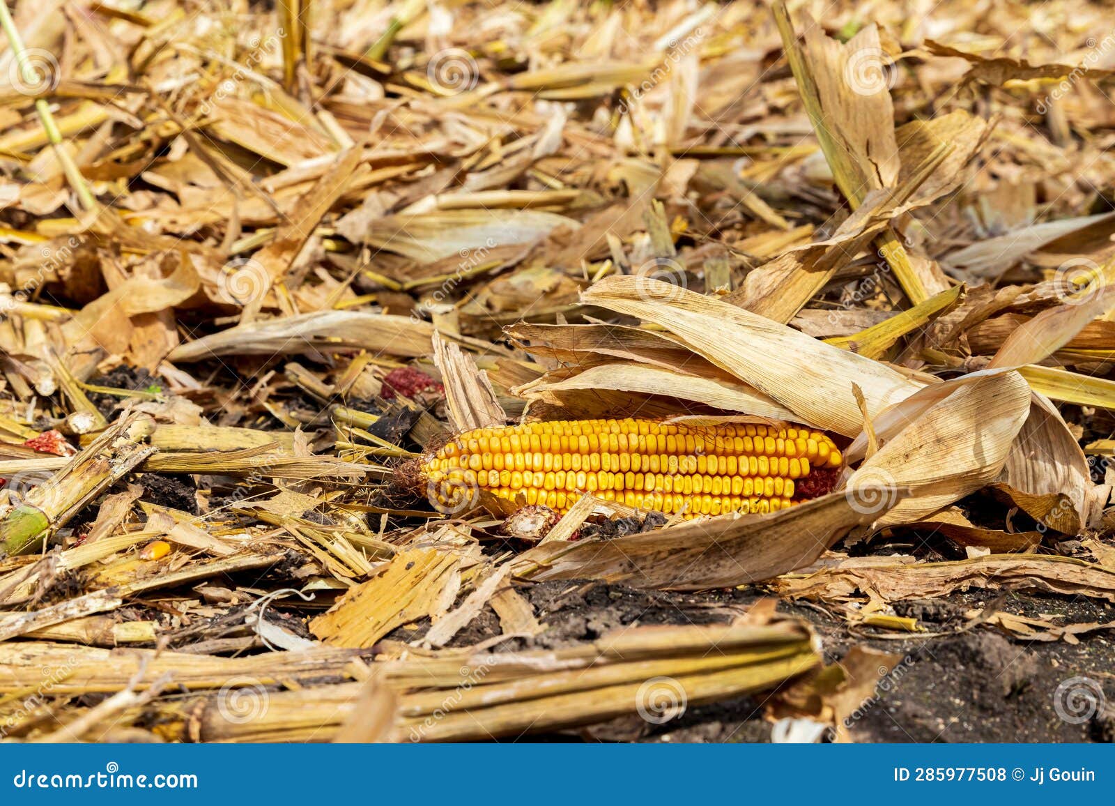 Corn Stover in Cornfield after Harvest. Stock Photo - Image of crop ...