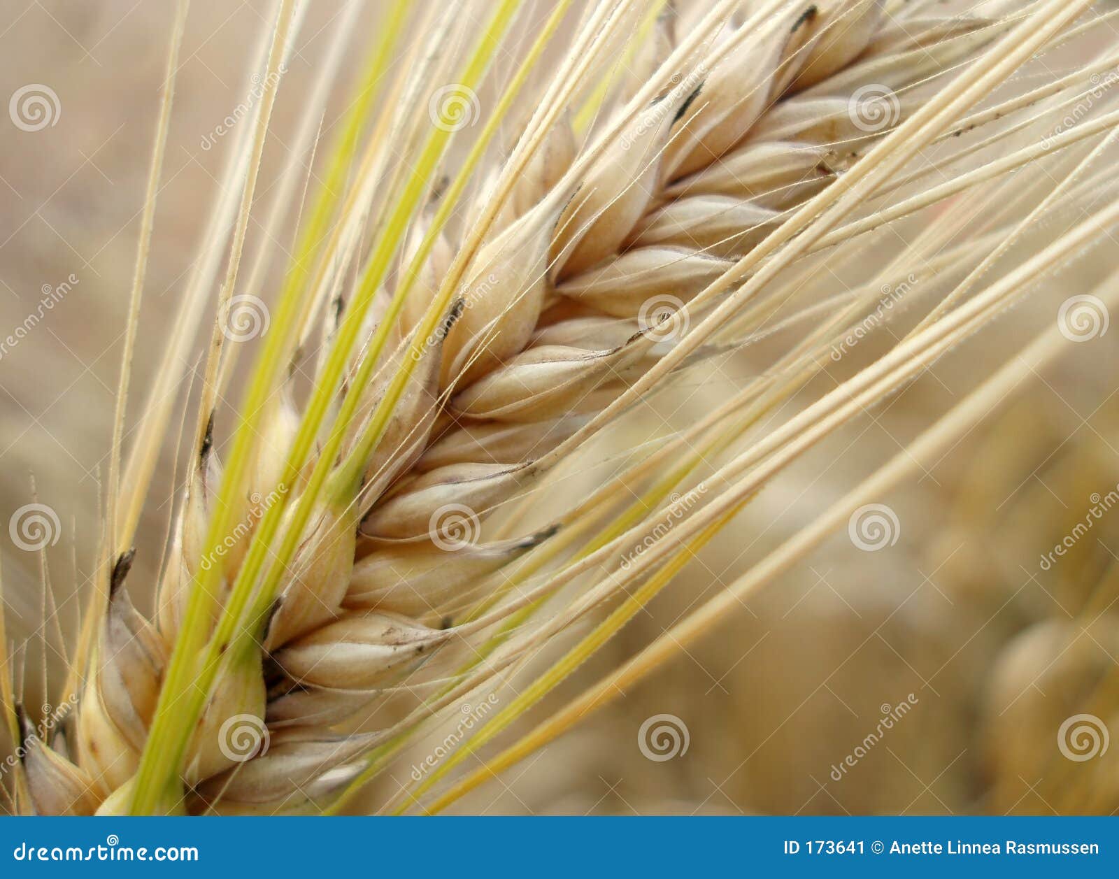 Corn straw stock image. Image of close, seed, botanical - 173641