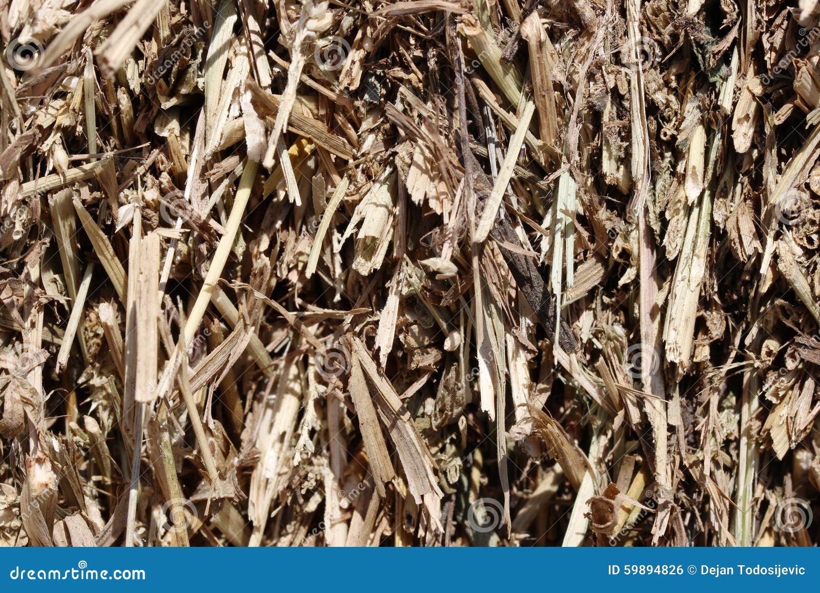 Corn Straw Stock Photo - Image: 59894826