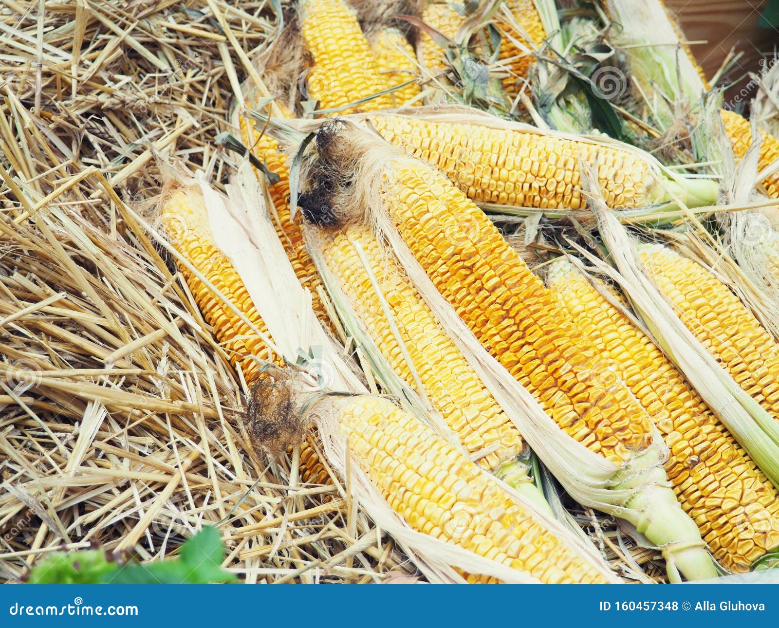 Corn in the Straw. Freshly Harvested Corn in the Straw on Rustic Wooden ...