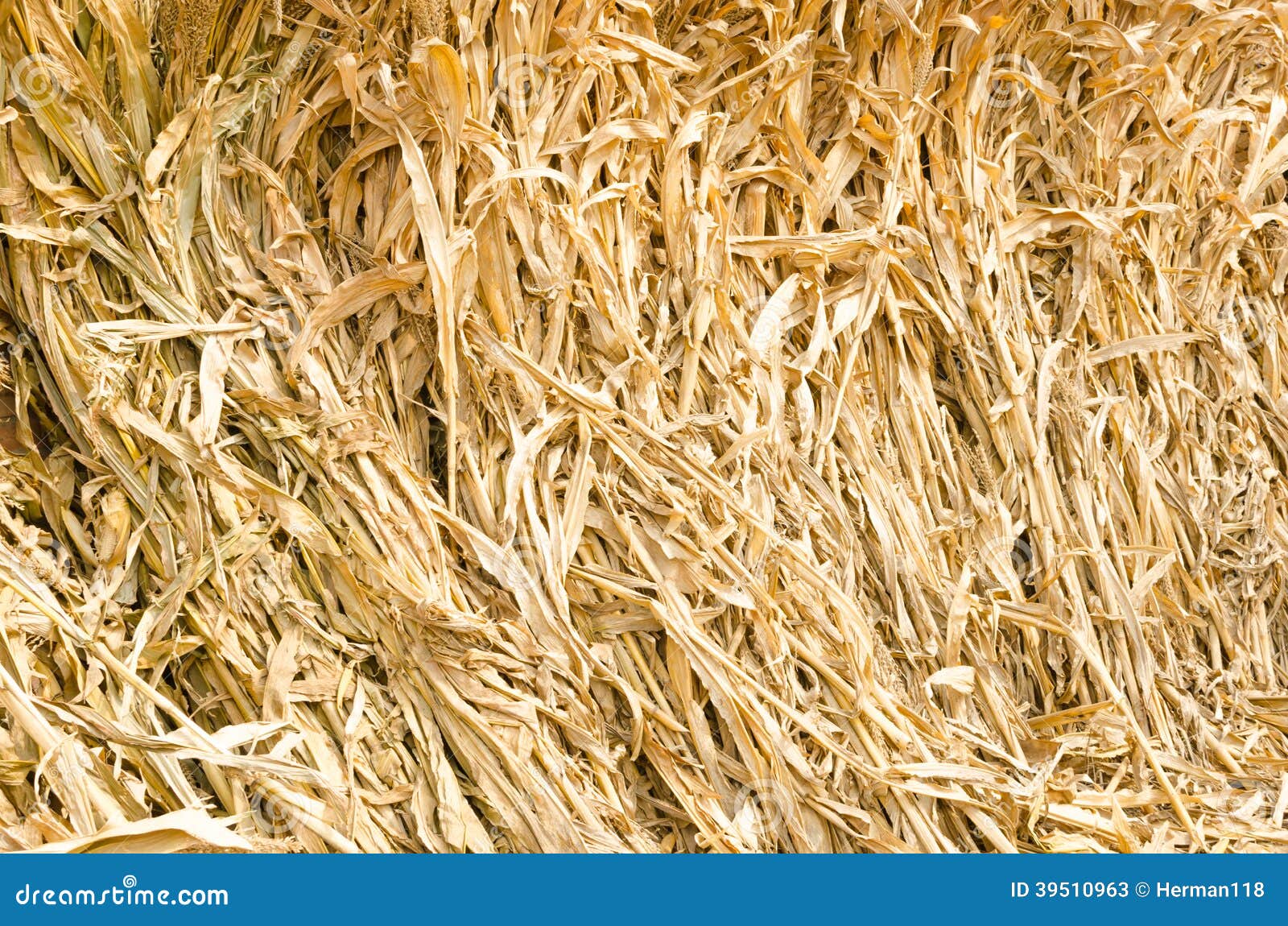 Corn straw stock image. Image of straw, noon, plant, fuel - 39510963