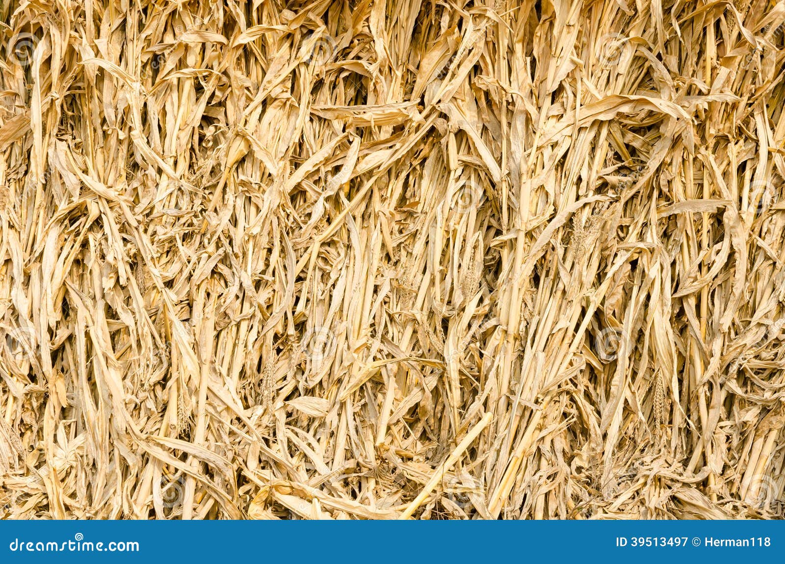 Corn straw stock image. Image of yellow, background, dried - 39513497