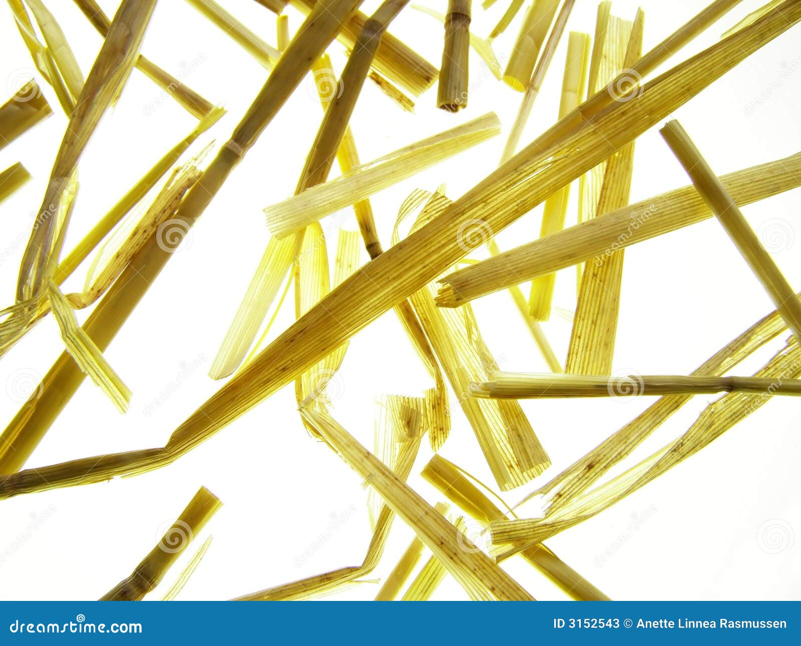 Corn straws stock image. Image of wheat, outdoor, straw - 3152543