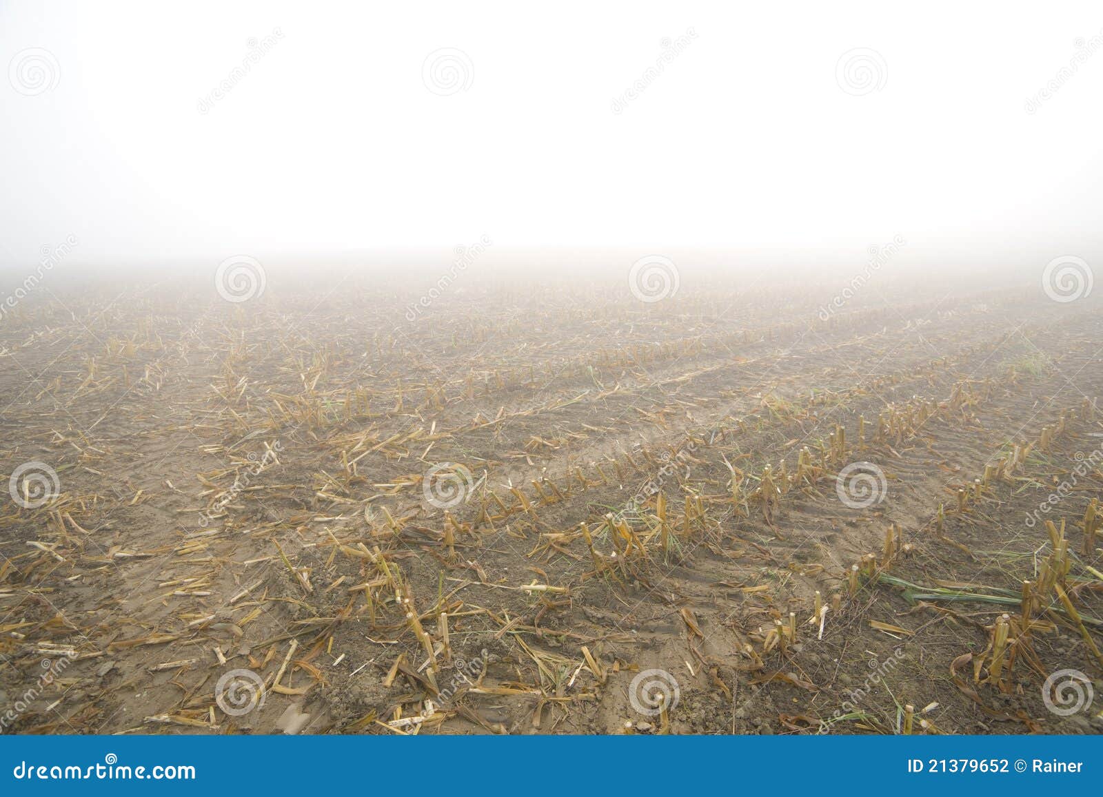 Corn Stubble stock photo. Image of rows, leftover, maize - 21379652
