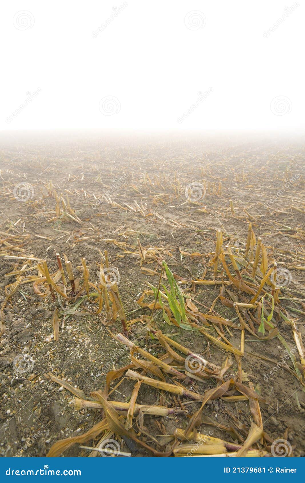 Corn Stubble stock image. Image of outside, agriculture - 21379681