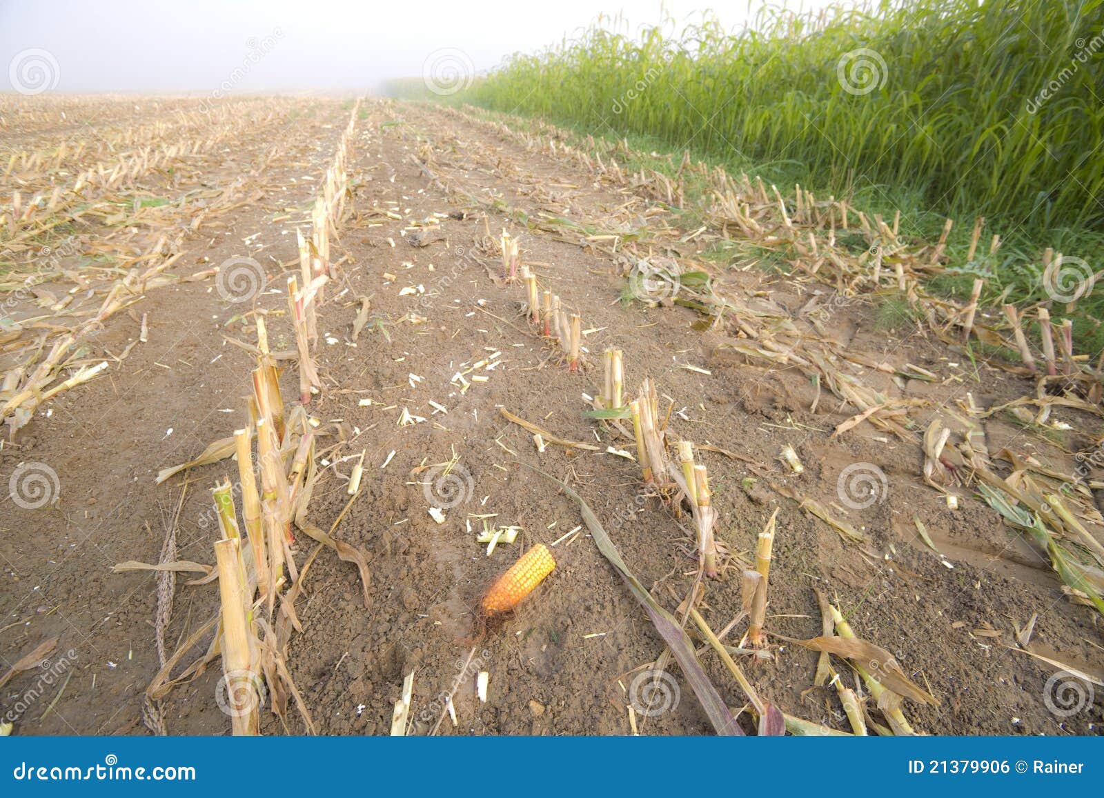 Corn Stubble Royalty Free Stock Image - Image: 21379906