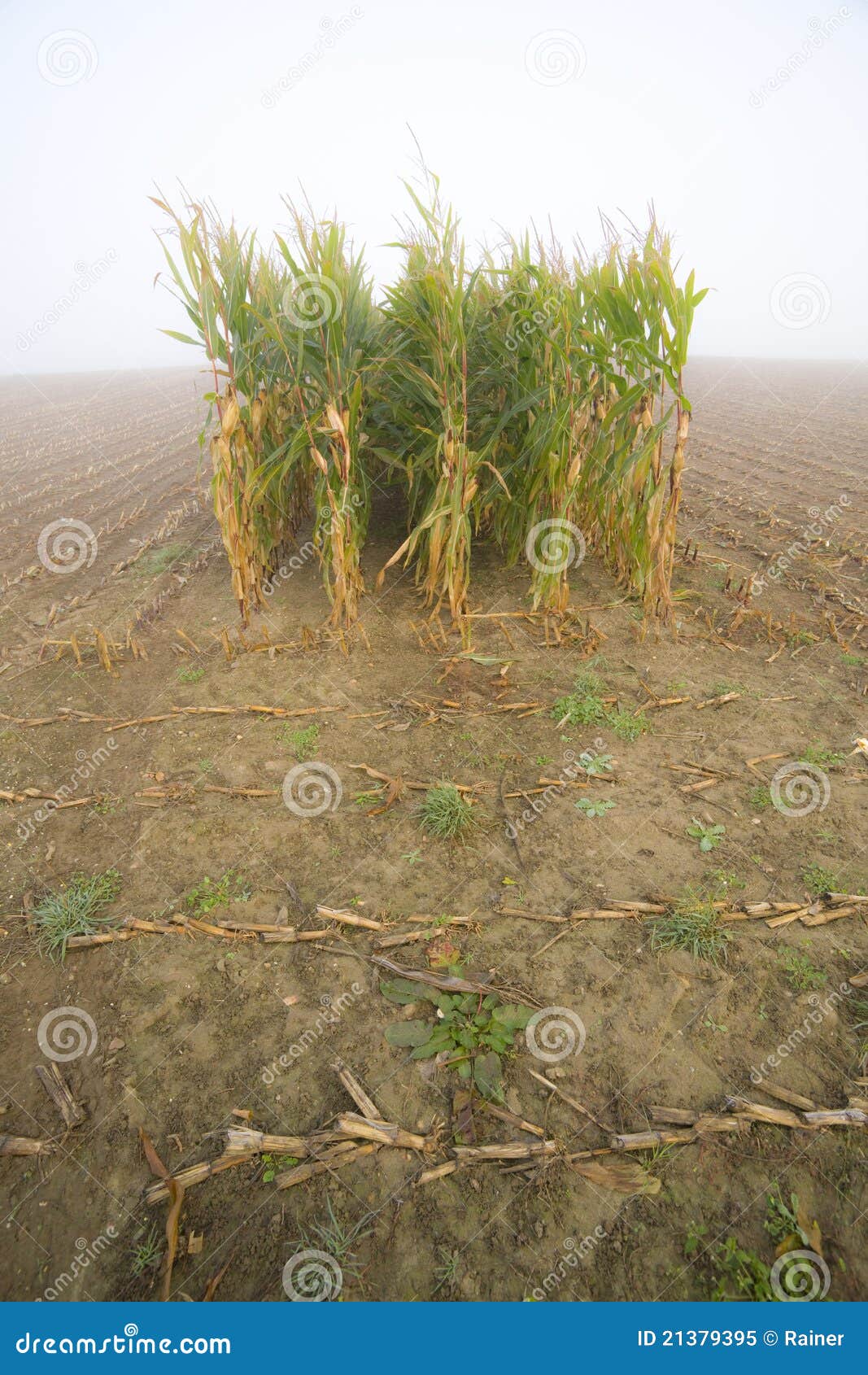 Corn Stubble Field on a Misty Morning Stock Image - Image of stalk ...