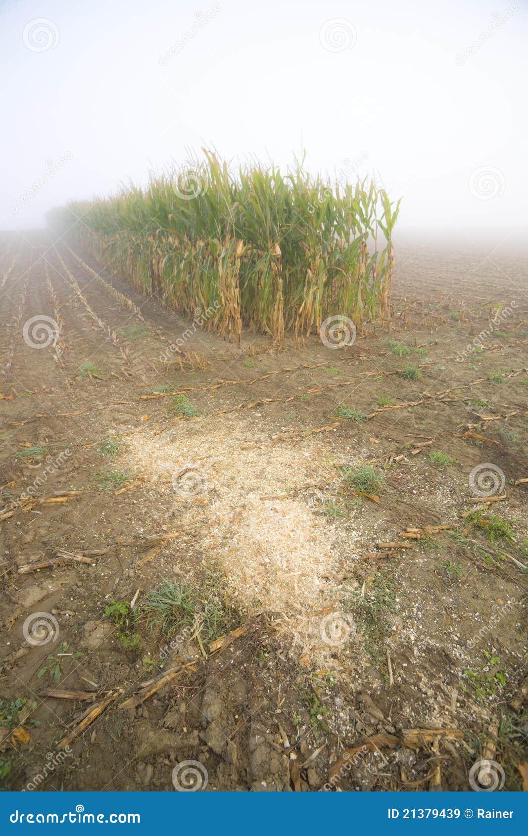 Corn Stubble Field on a Misty Morning Stock Image - Image of mist ...