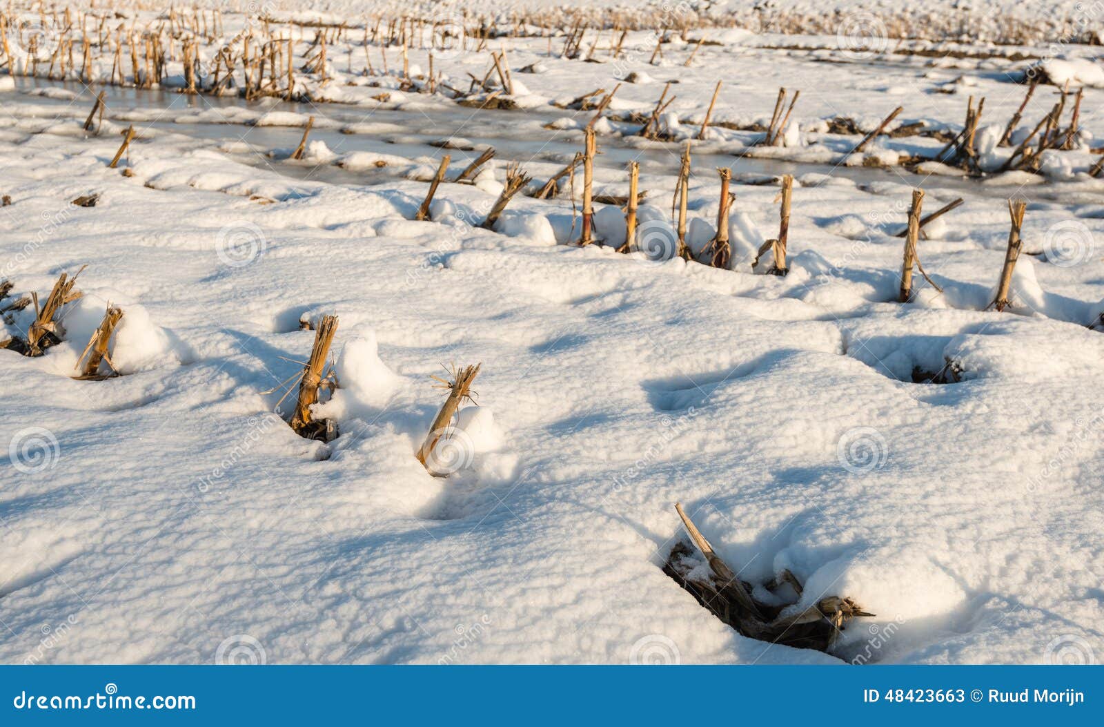 Corn Stubble in the Snow from Close Stock Image - Image of outdoor ...
