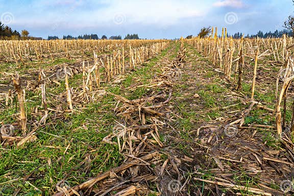 Corn Stubbles in Rows before Sowing Time Stock Photo - Image of ...