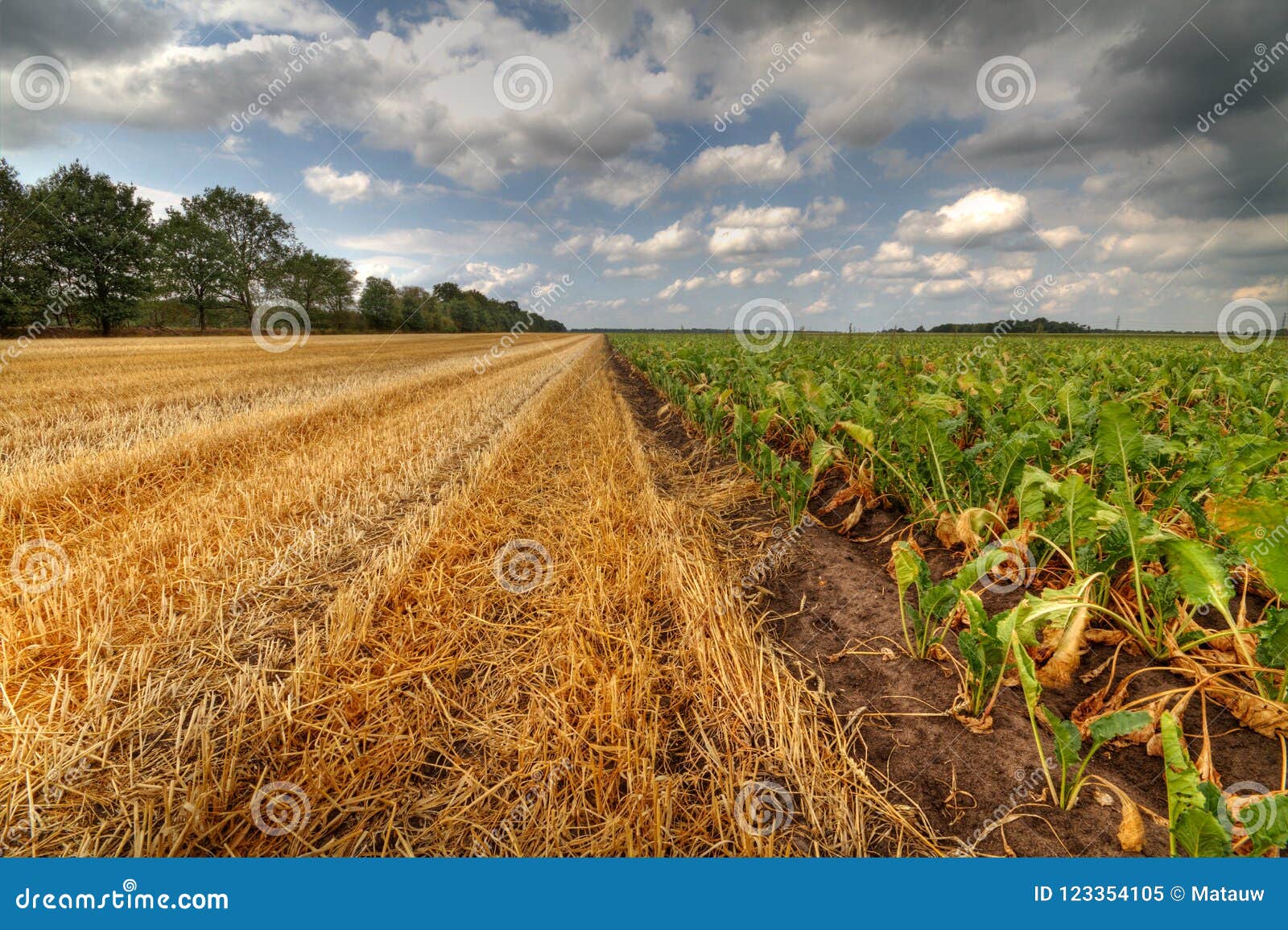 Corn Stubbles and Sugar Beet Stock Image - Image of farming, empty ...