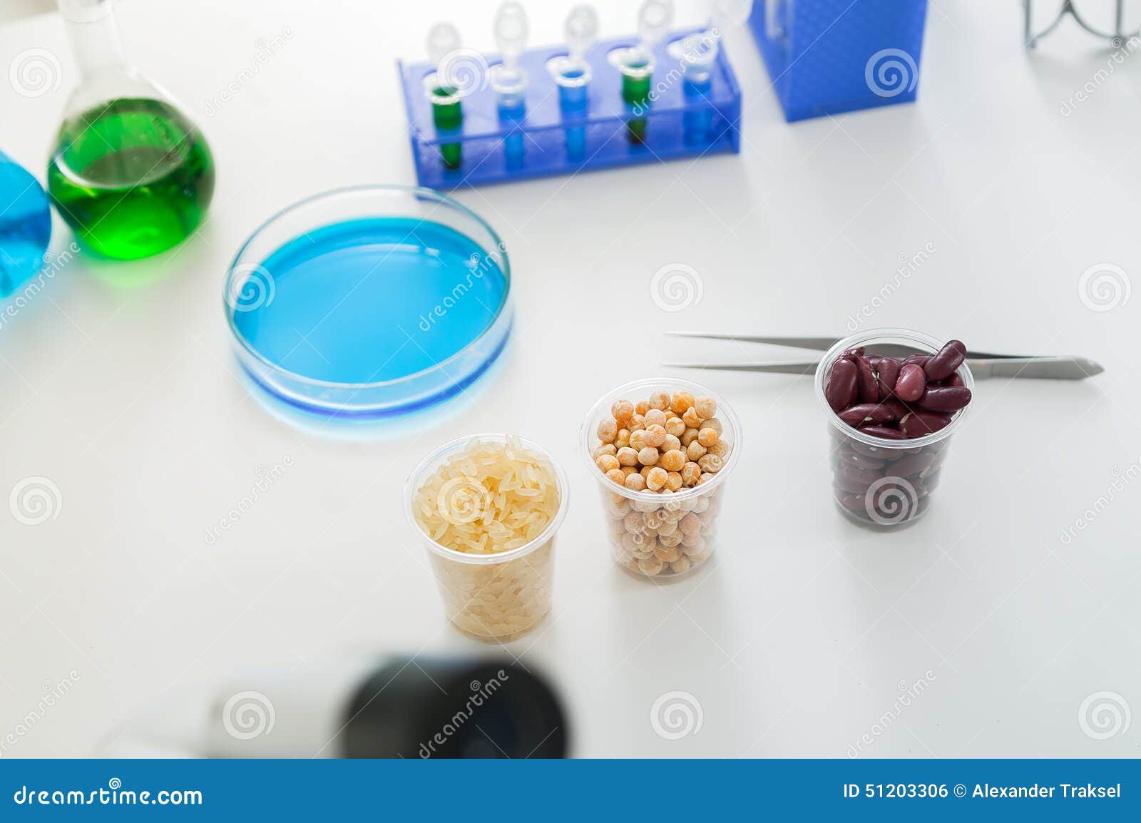 Corn Subject To Selection in Microbiological Stock Photo - Image of ...
