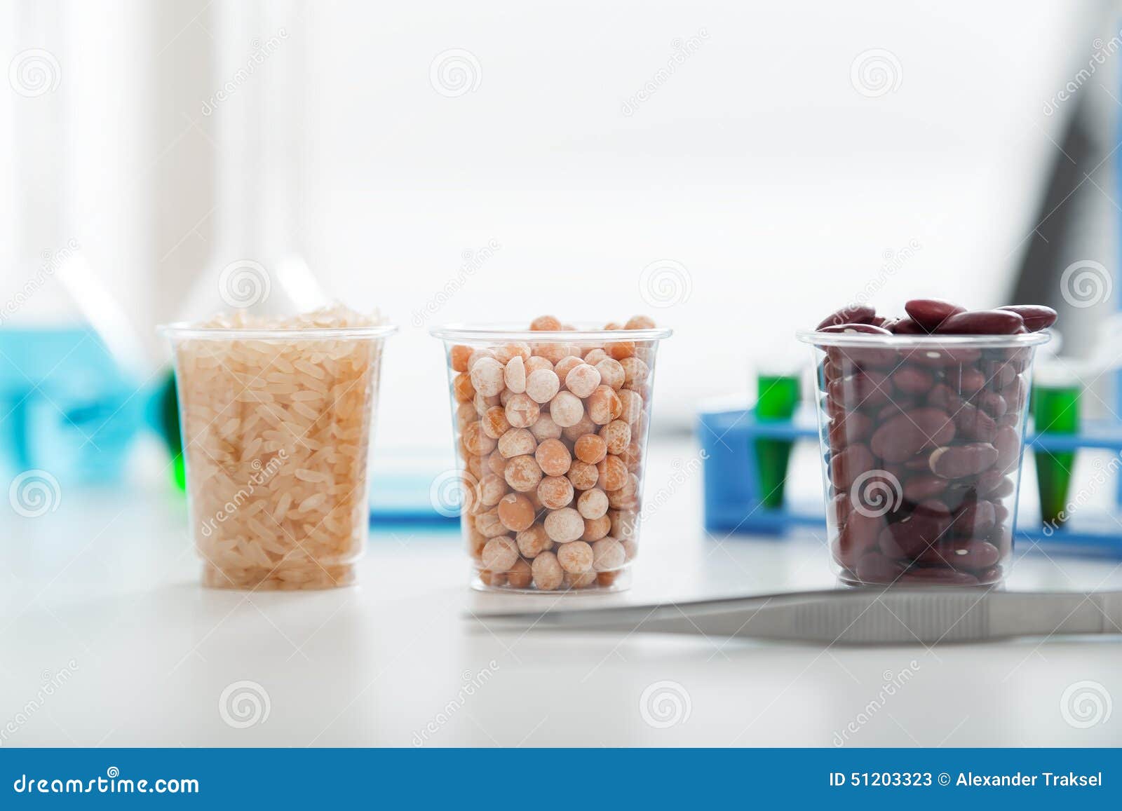 Corn Subject To Selection in Microbiological Stock Image - Image of ...