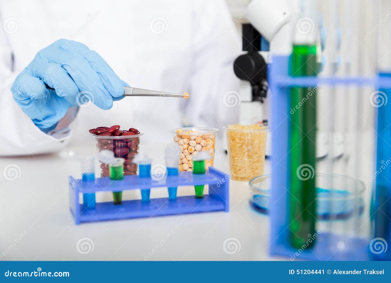 Corn Subject To Selection in Microbiological Stock Image - Image of ...