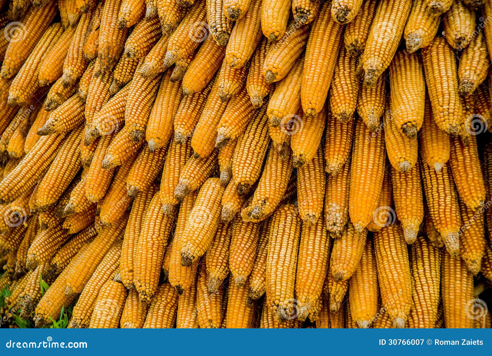Corn stock image. Image of industry, nature, peel, fuel - 30766007