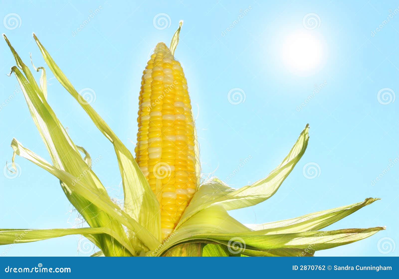 Corn in the sun stock photo. Image of bloom, grow, gold - 2870762