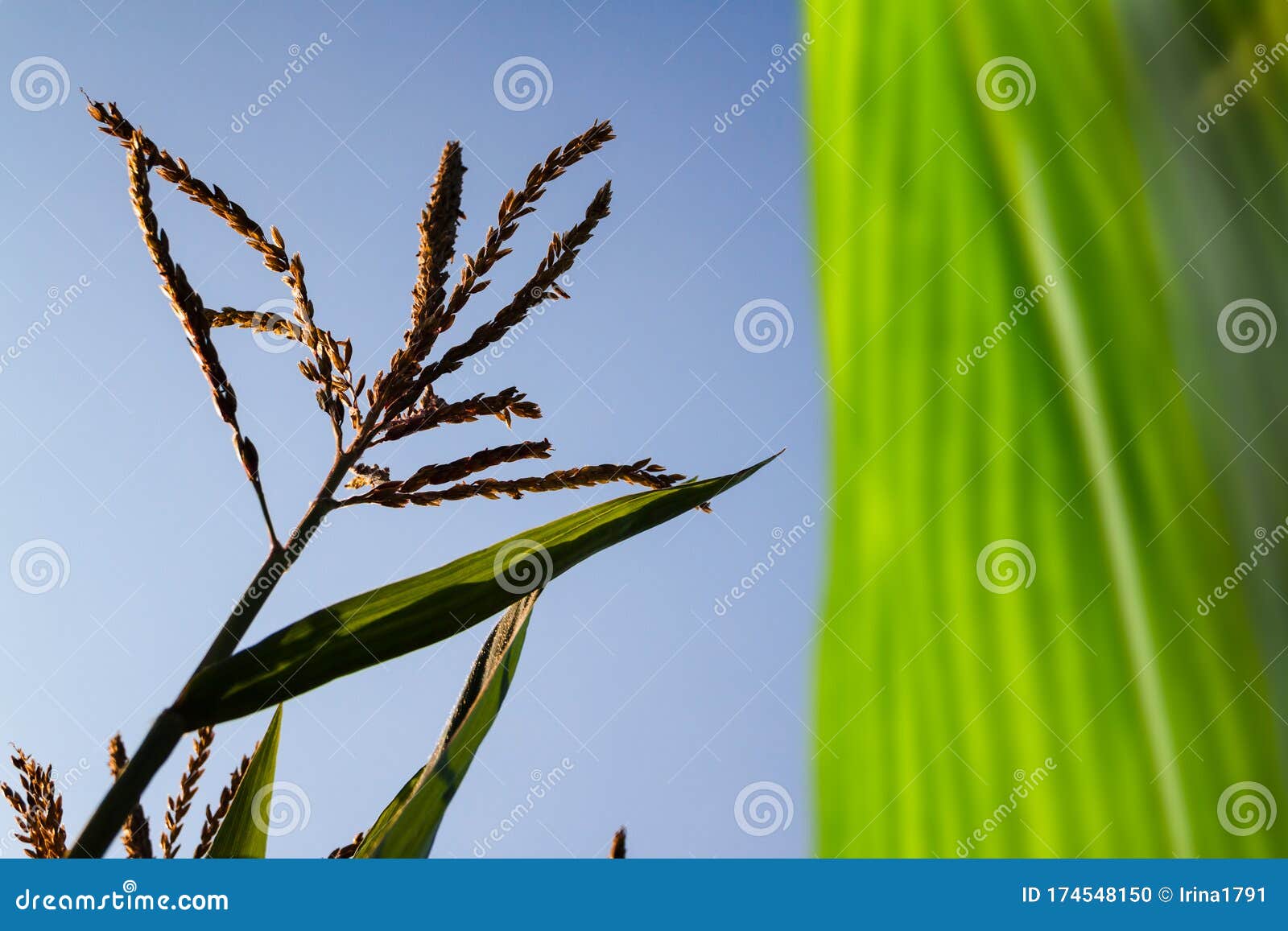 Corn in the sun close up stock photo. Image of head - 174548150