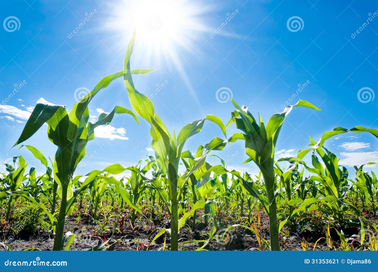 Corn and sun stock image. Image of leaf, cultivated, landscape - 31353621