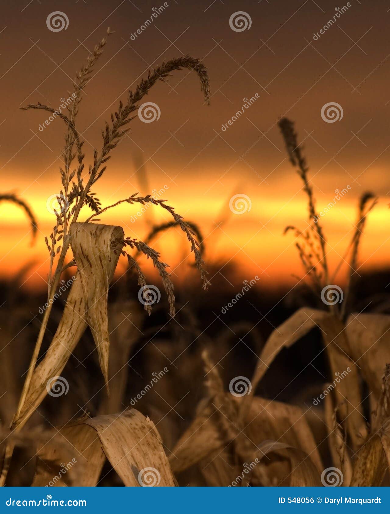 Corn Sunset stock photo. Image of stalk, agriculture, corn - 548056