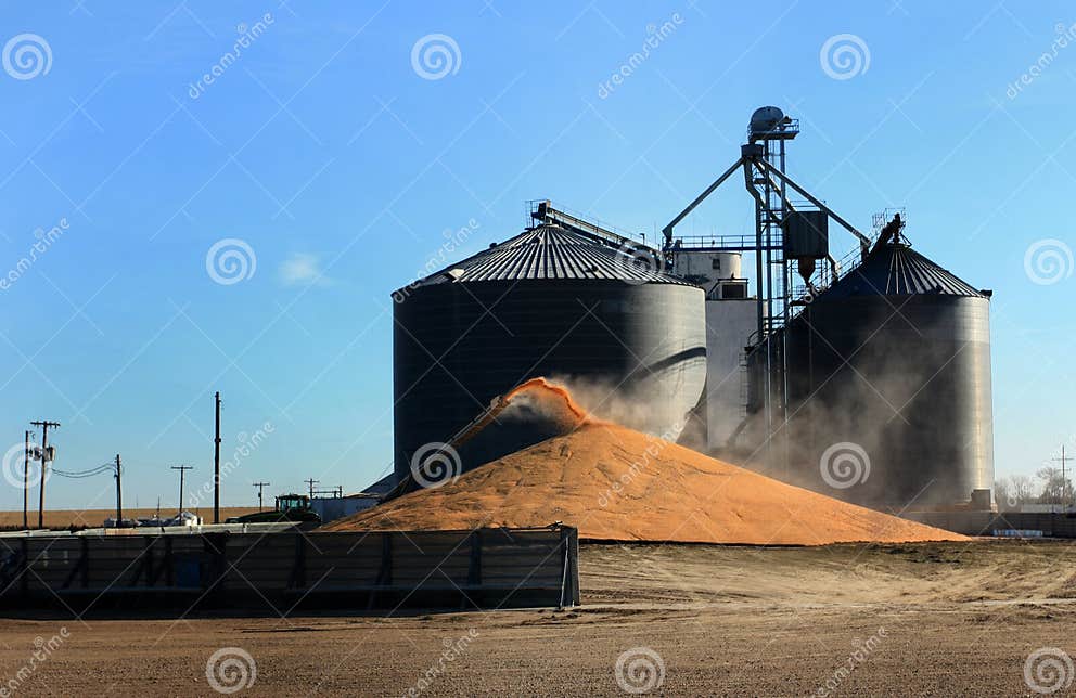 Corn Surplus stock photo. Image of farmland, harvest - 13819788