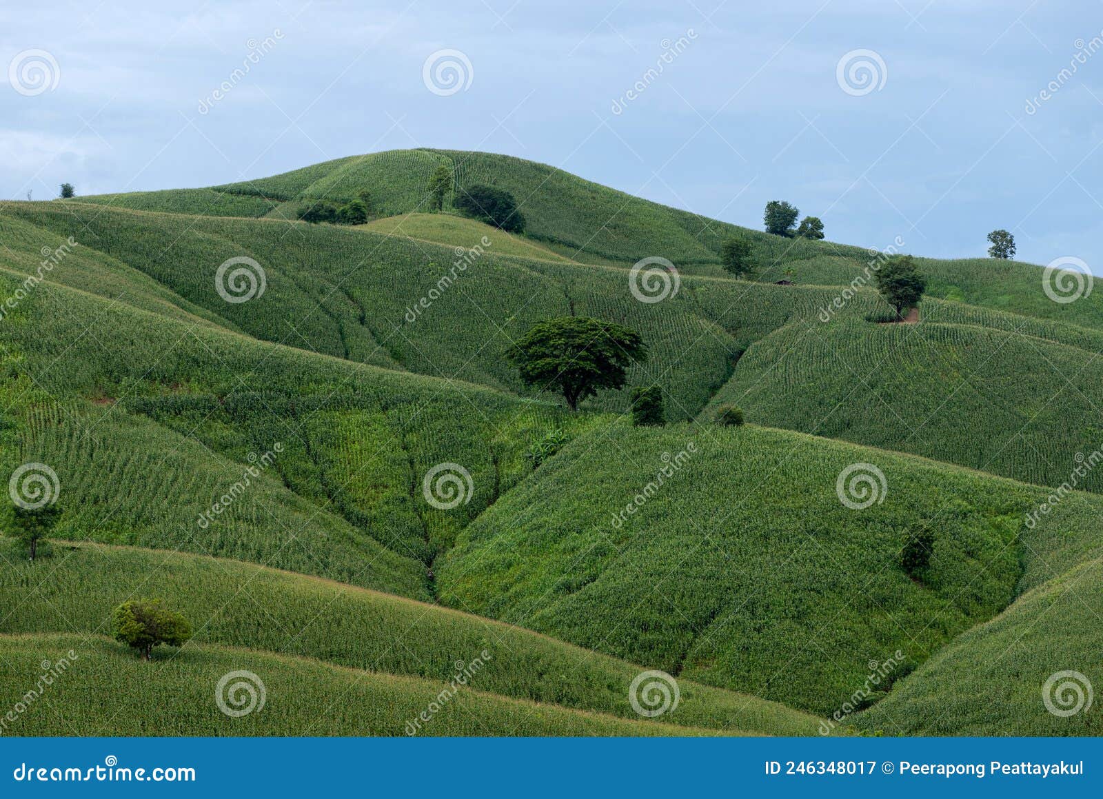 Corn Terrace Aerial Shot. Image of Beautiful Terrace Corn Field Stock ...
