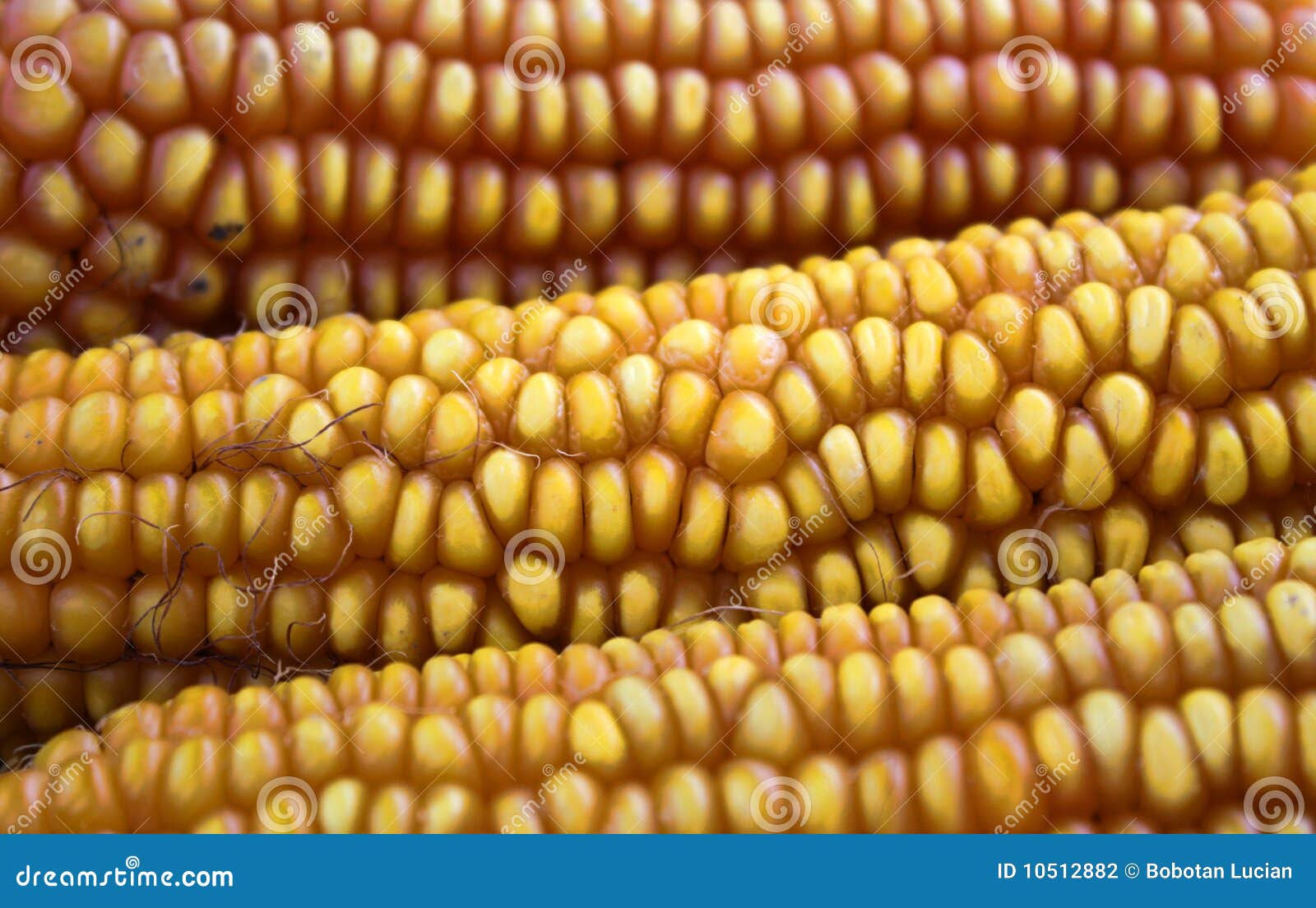 Corn texture stock photo. Image of prairie, environmental - 10512882