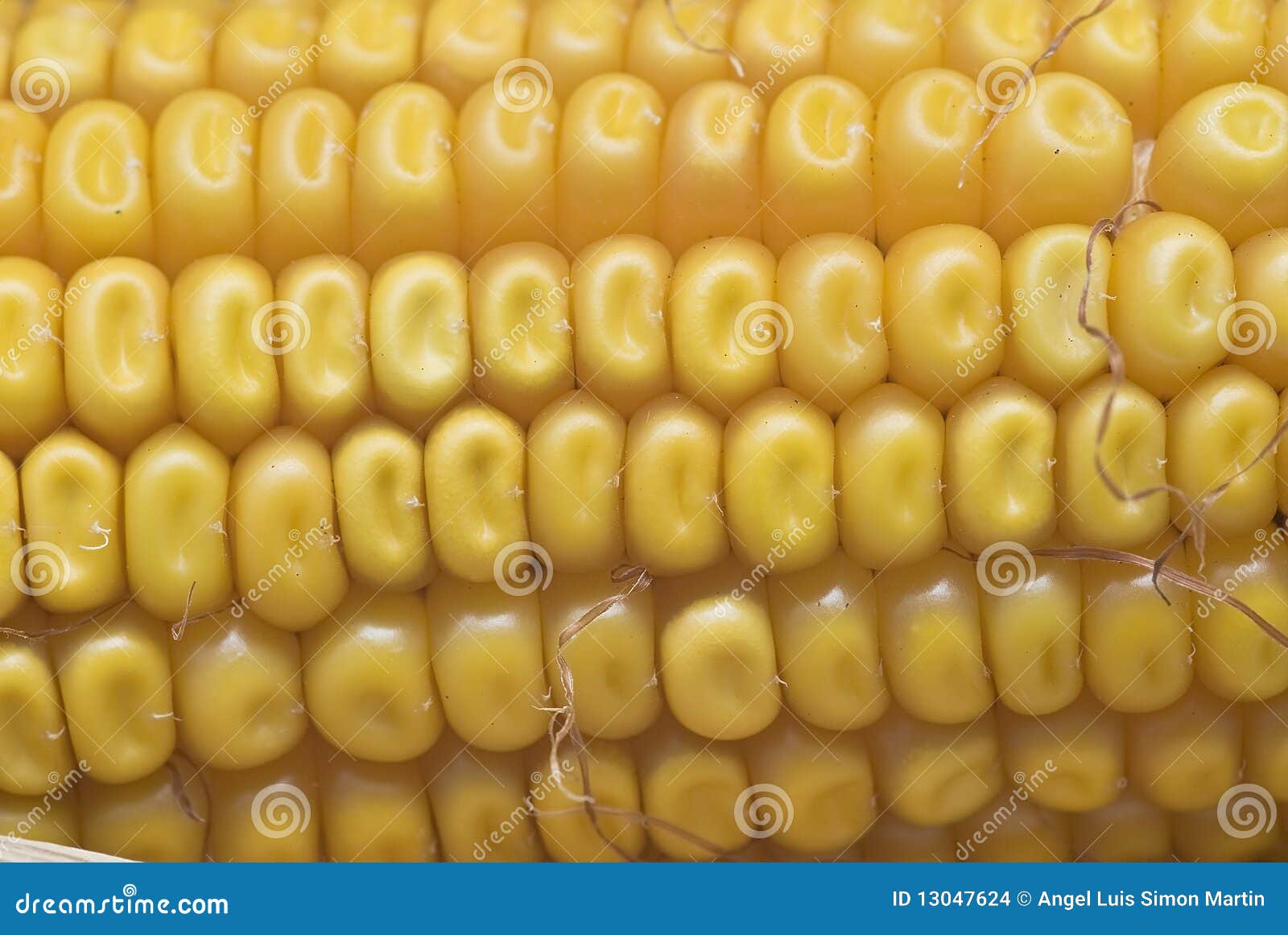 Corn texture. stock photo. Image of corn, flour, cereal - 13047624