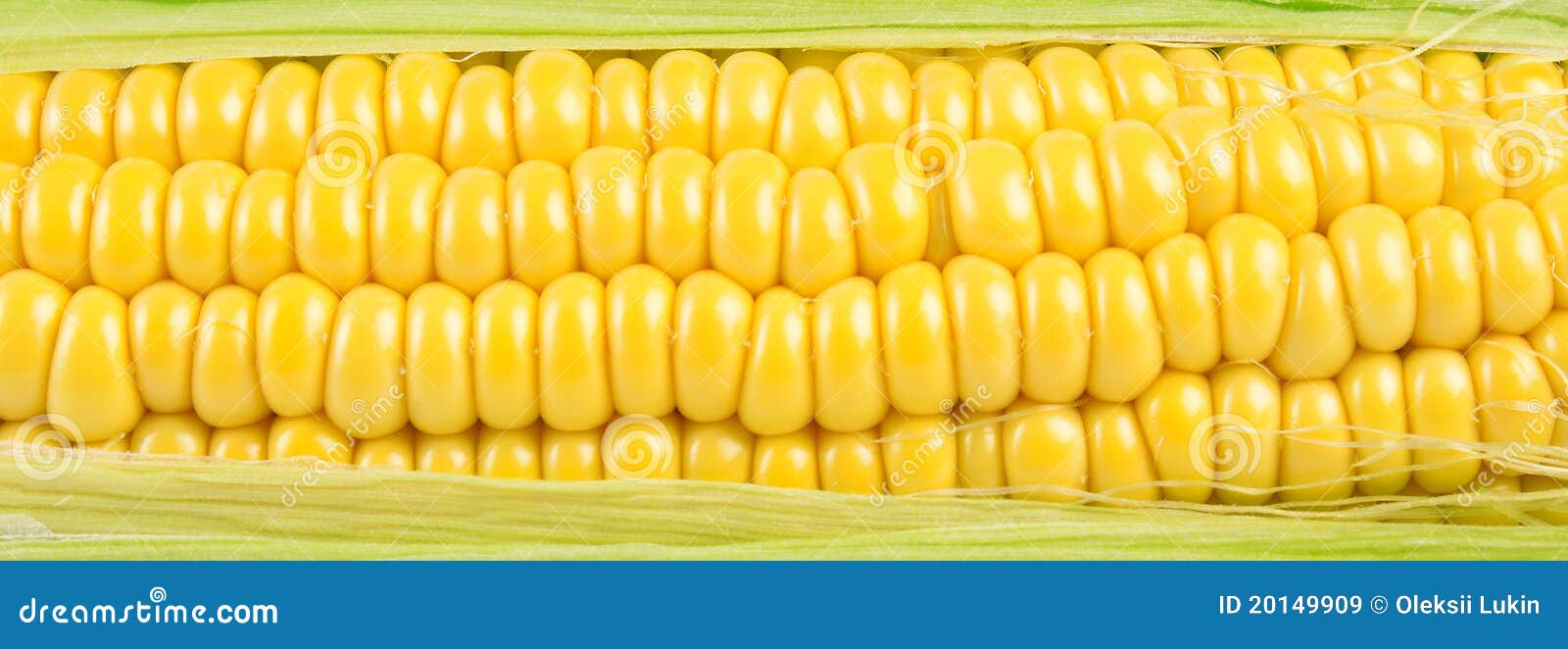 Corn texture stock image. Image of nutritiou, yellow - 20149909