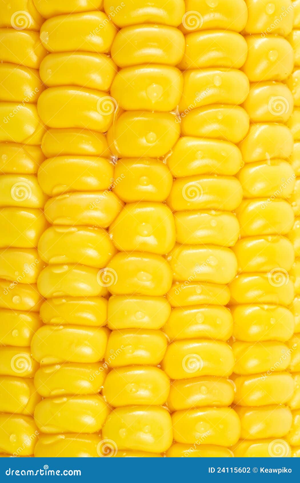 Corn texture stock photo. Image of agriculture, maize - 24115602