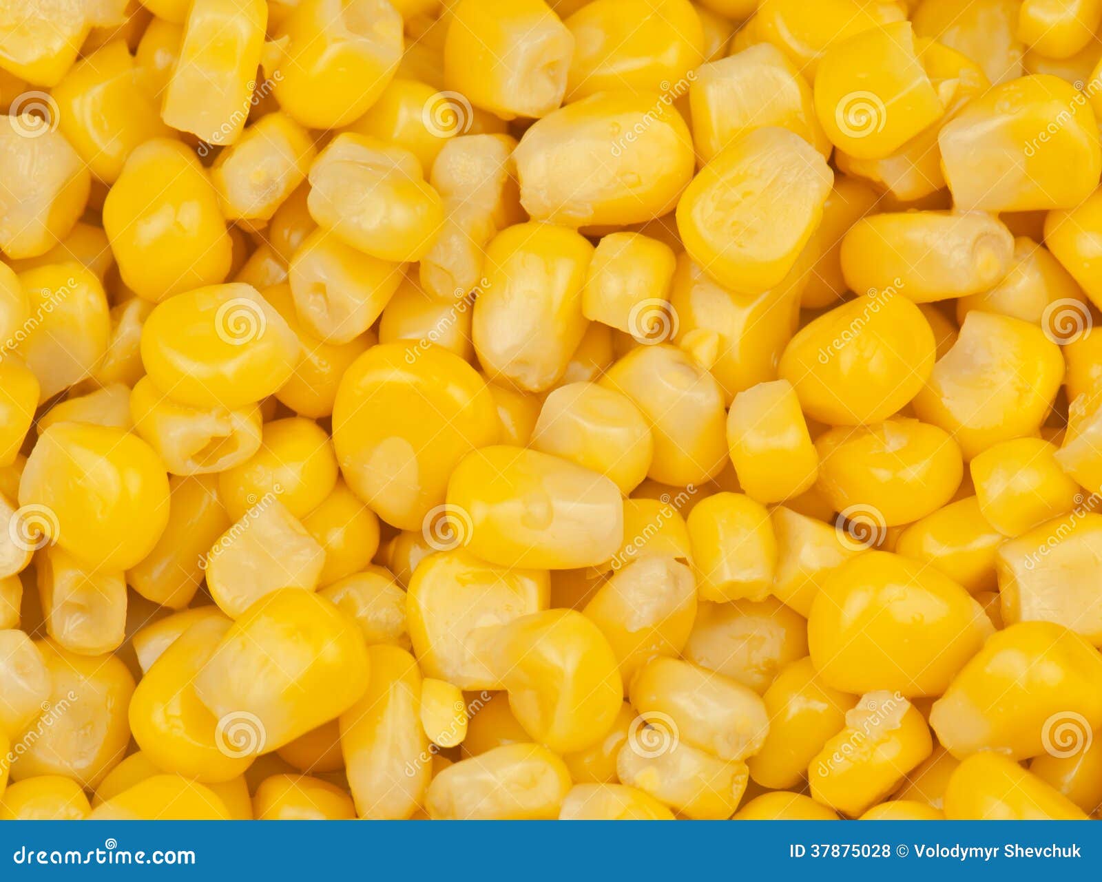 Corn texture stock photo. Image of small, nature, corncobs - 37875028