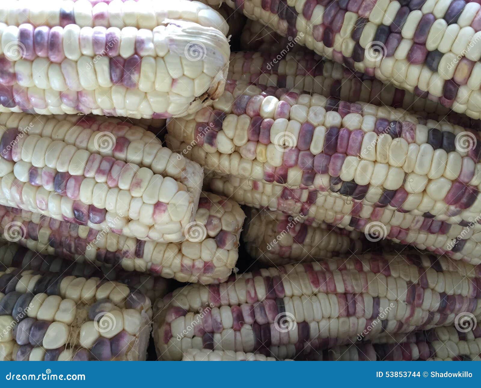 Corn texture stock photo. Image of background, dried - 53853744