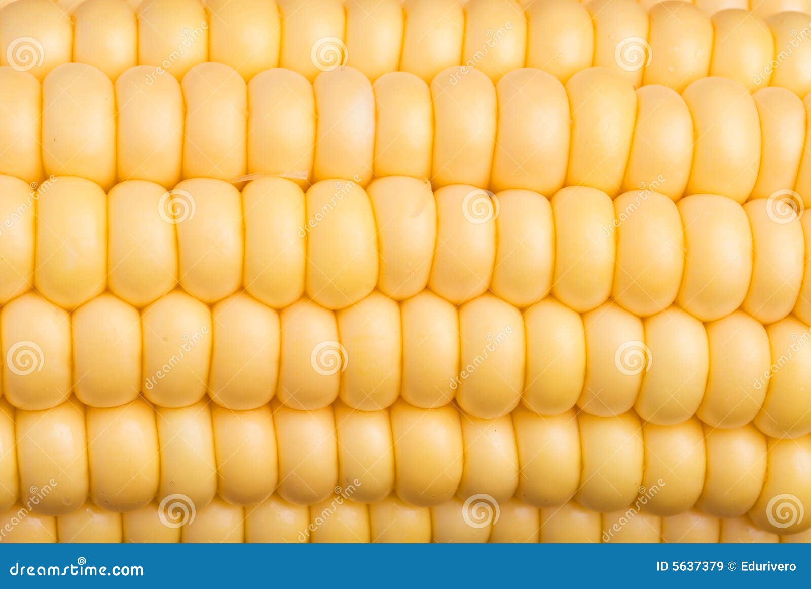Corn Texture Background stock image. Image of pattern - 5637379