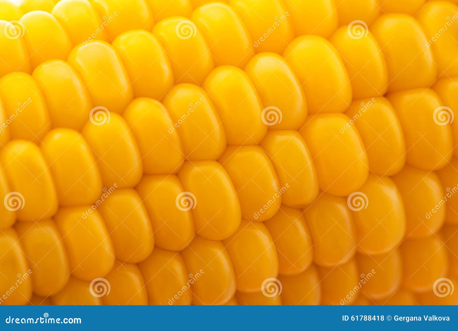 Corn texture background stock photo. Image of corn, organic - 61788418