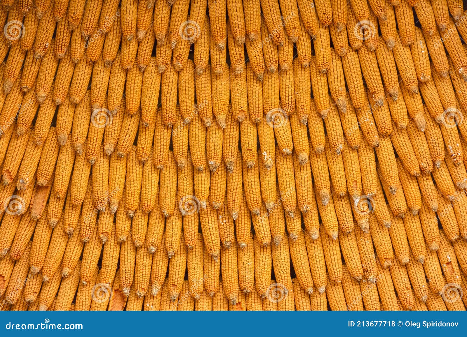 Corn Texture for Background Wallpaper. Background from Corn Stock Photo ...
