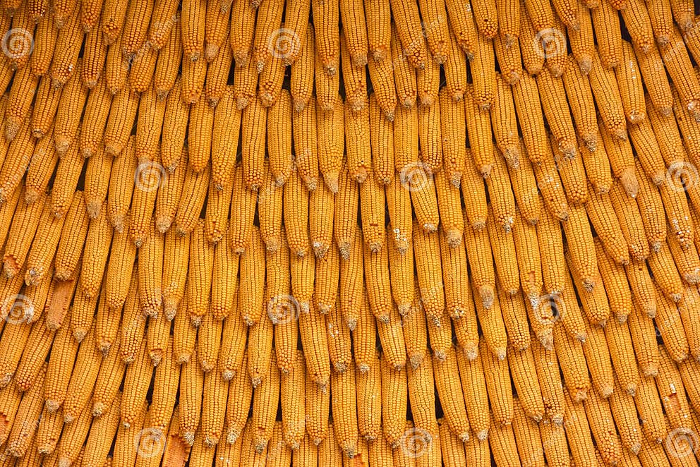 Corn Texture for Background Wallpaper. Background from Corn Stock Photo ...
