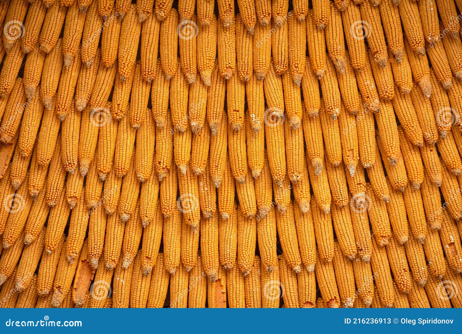 Corn Texture for Background Wallpaper. Background from Corn Stock Image ...