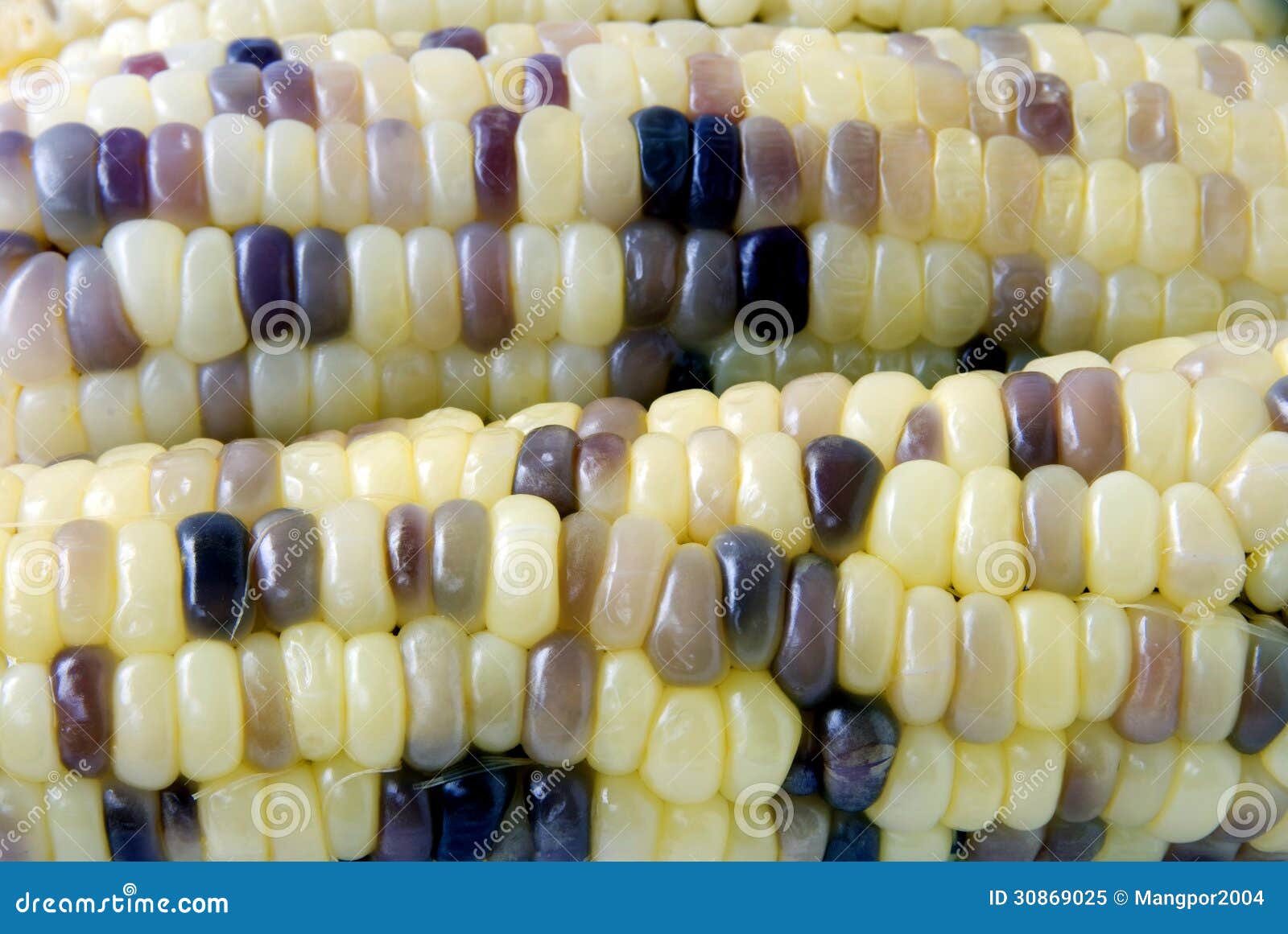 Corn Texture Royalty-Free Stock Photo | CartoonDealer.com #30869025