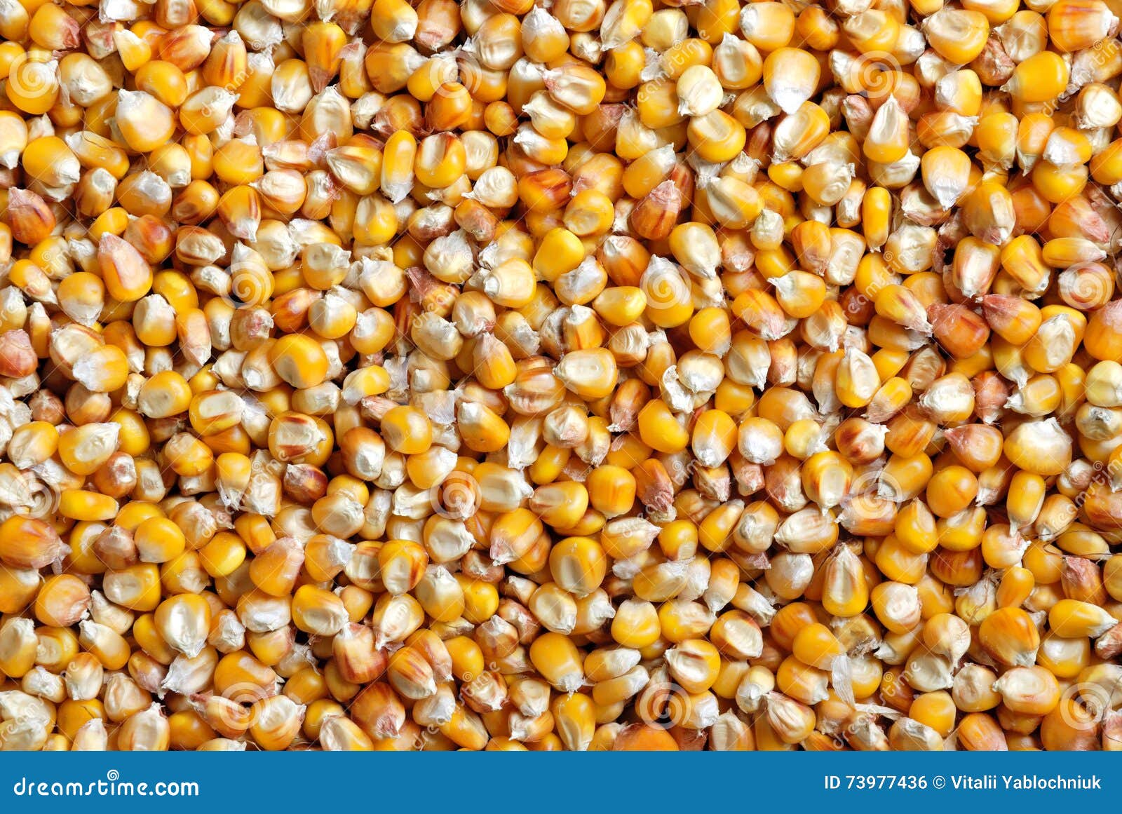 Corn Texture Royalty-Free Stock Image | CartoonDealer.com #73977436