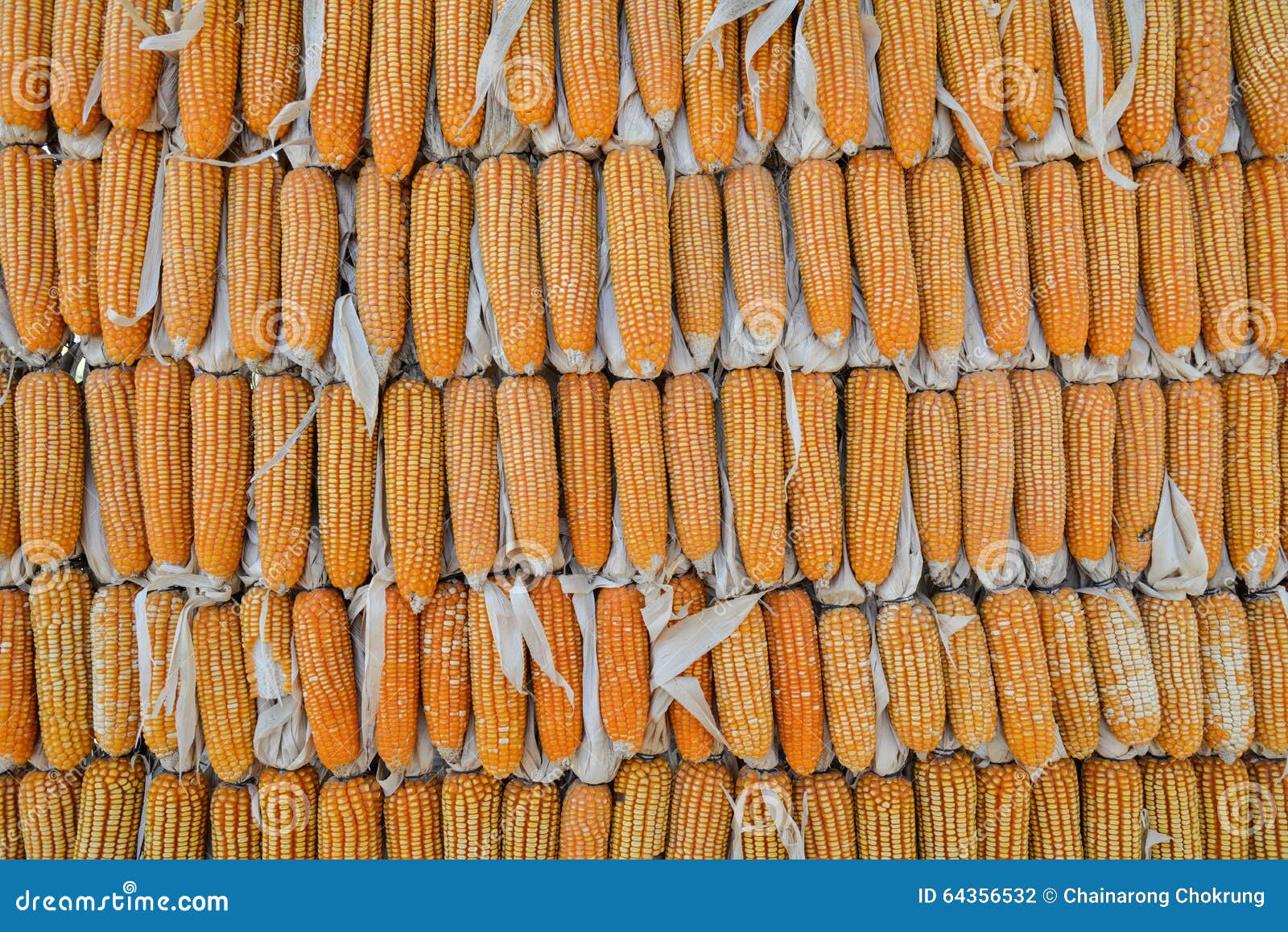 Corn Texture stock photo. Image of agriculture, fresh - 64356532