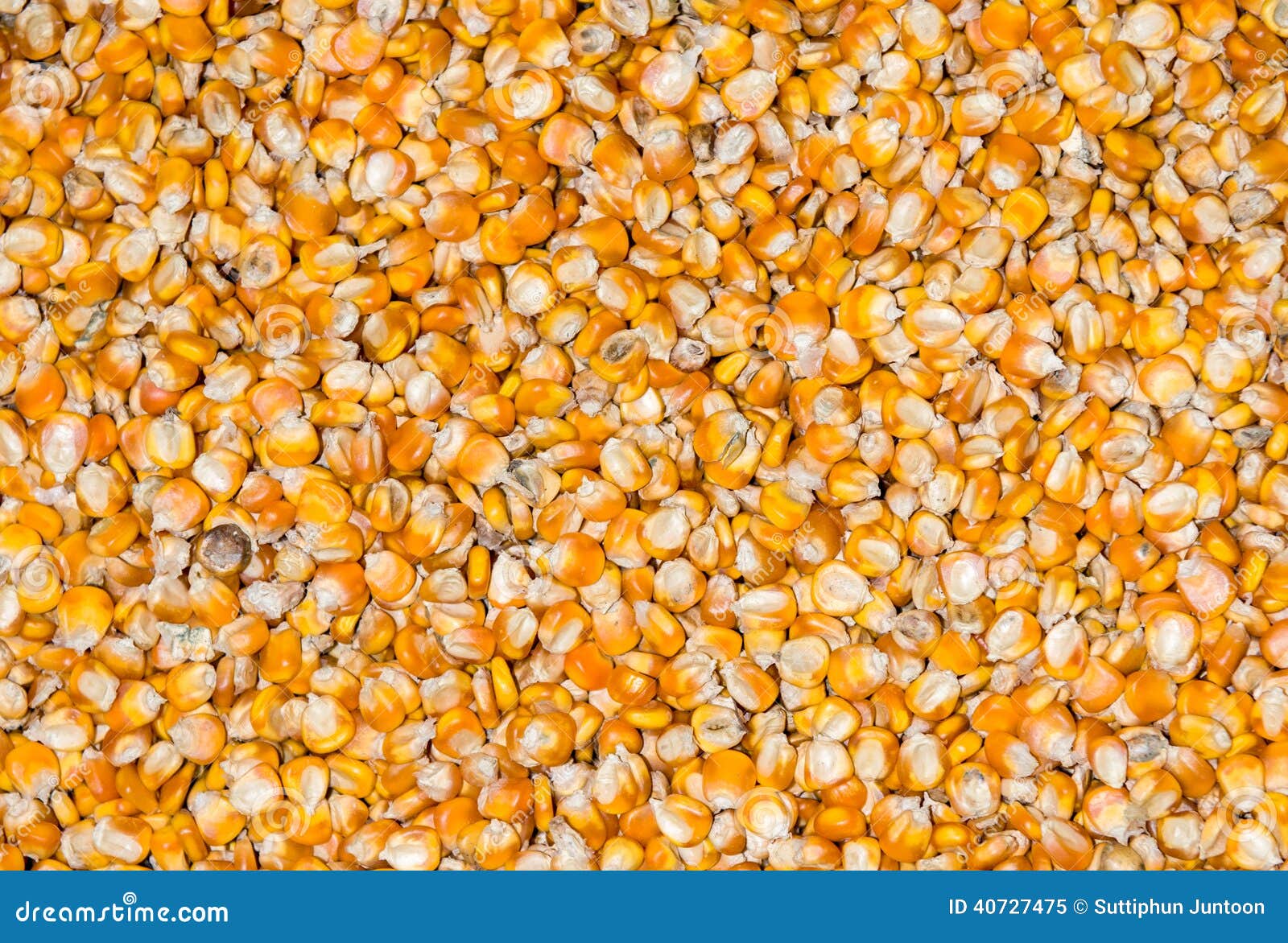 Corn stock image. Image of diet, scattered, crust, vegetable - 40727475